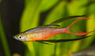 Threadfin Rainbow - A Complete Care Guide - AquariumStoreDepot