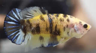 Koi Betta - The Ultimate Guide (and the 6 types) - AquariumStoreDepot