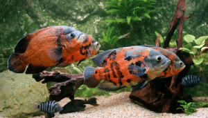 Rope Fish - A Complete Care Guide - AquariumStoreDepot