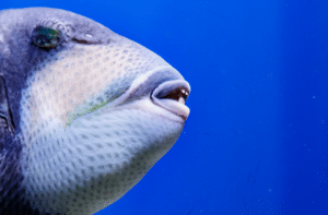 Top 20 Fish With Ugly Teeth (With Photos) - AquariumStoreDepot