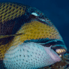 Reef Triggerfish - 8 Best For Aquariums (And 2 to Avoid ...