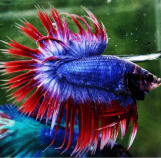 Crowntail Betta Care Guide: The Most Recognizable Betta Variety ...