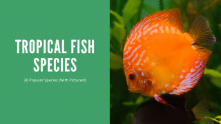 30 Popular Tropical Fish Species: A Guide to the Best Options for Your ...