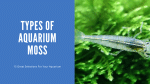 Types Of Aquarium Moss - 15 Great Choices For Your Tank ...