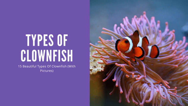 15 Beautiful Types of Clownfish (With Pictures) - AquariumStoreDepot