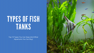10 Types of Fish Tanks: How to Choose the Right Setup for Your Budget ...