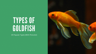 35 Types Of Goldfish (With Pictures!) - AquariumStoreDepot
