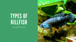 Types Of Killifish - Top 8 (With Pictures!) - AquariumStoreDepot