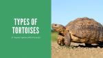 21 Types Of Tortoise Species (With Pictures) - AquariumStoreDepot