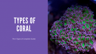 The 4 Major Types of Coral (A Complete Guide) - AquariumStoreDepot