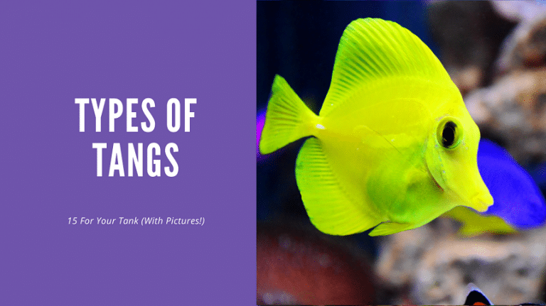 Types of Tangs - 15 Beautiful Additions To Your Aquarium ...