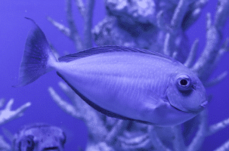 Types of Tangs - 15 Beautiful Additions To Your Aquarium ...