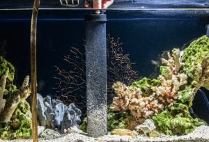 How to Clean a Fish Tank: A Step by Step Guide for Beginners ...