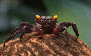 Vampire Crab Care Guide: A Comprehensive Overview of Care, Breeding ...
