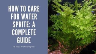 HOW TO CARE FOR YOUR WATER SPRITE - A COMPLETE GUIDE