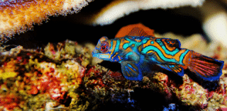 Mandarin Goby Care - A Complete Guide - AquariumStoreDepot