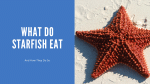 What Do Starfish Eat? (And How They Do So) - AquariumStoreDepot