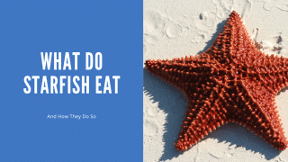 What Do Starfish Eat? (And How They Do So) - AquariumStoreDepot