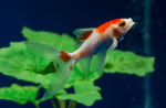 Comet Goldfish: Complete Care Guide (What You Need to Know ...