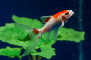 Comet Goldfish - A Complete Care Guide - AquariumStoreDepot