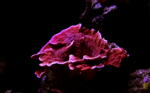 Montipora Coral Care - A Complete Guide - AquariumStoreDepot