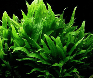 Java Fern Care - A Complete Guide - AquariumStoreDepot