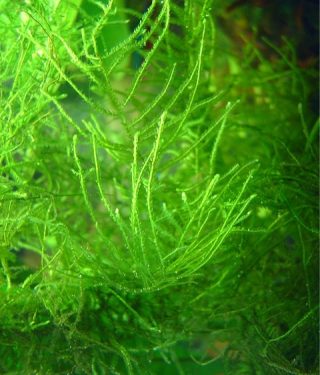 Java Moss Care - A How To Guide - AquariumStoreDepot
