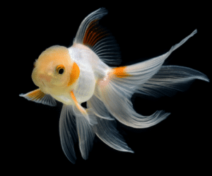 Do Goldfish Sleep? (How To Tell And Patterns) - AquariumStoreDepot