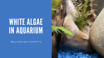 White Algae In Aquarium - How To Get Rid Of It - AquariumStoreDepot