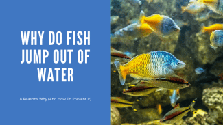 Why Do Fish Jump Out Of Water - 8 Reasons Why (And How TO Prevent It ...