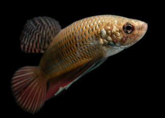 50 Crazy Betta Fish Facts You Wouldn't Believe! - AquariumStoreDepot