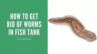 Worms In Fish Tank - Your ID Guide for The 4 Main Types ...