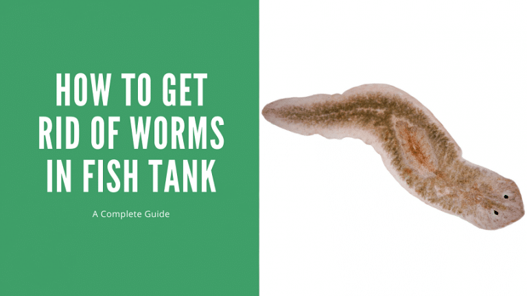 Worms In Fish Tank – ID Guide for the 4 Main Types - AquariumStoreDepot