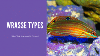 Wrasse Types - 15 Reef Safe Ones (With Pictures!) - AquariumStoreDepot