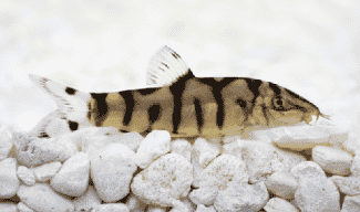 Yoyo Loach (A Complete Care Guide) - AquariumStoreDepot
