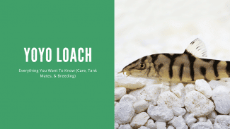 Yoyo Loach (A Complete Care Guide) - AquariumStoreDepot