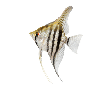 25+ Fish With Black Stripes (For Any Aquarium) - AquariumStoreDepot