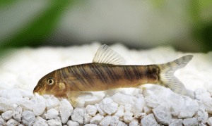 Types Of Loaches - 12 Popular ones (With Pictures!) - AquariumStoreDepot