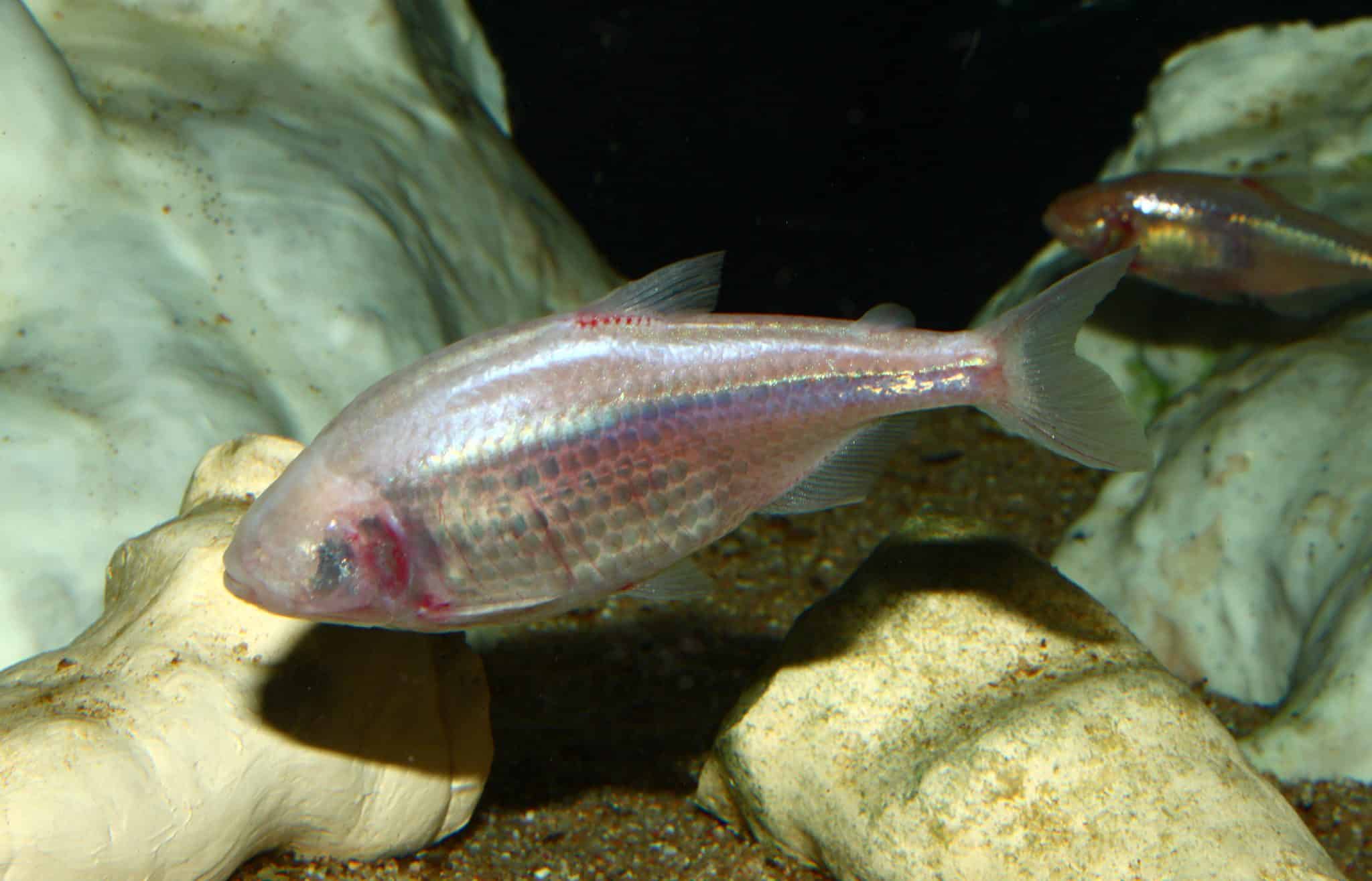 Blind Cave Tetra Care: The Eyeless Fish That Doesn't Need Your Pity ...