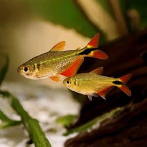 Buenos Aires Tetra Care Guide: The Hardy Plant-Eating Tetra Nobody ...