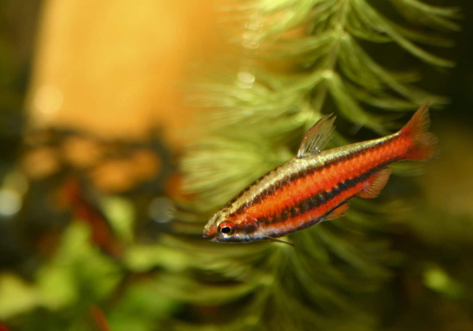Coral Red Pencilfish Care Guide: Tank Setup, Diet, Tank Mates, and More ...