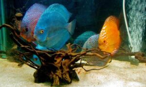Blackwater Aquarium - 6 Fish Types (And How To Setup) - AquariumStoreDepot