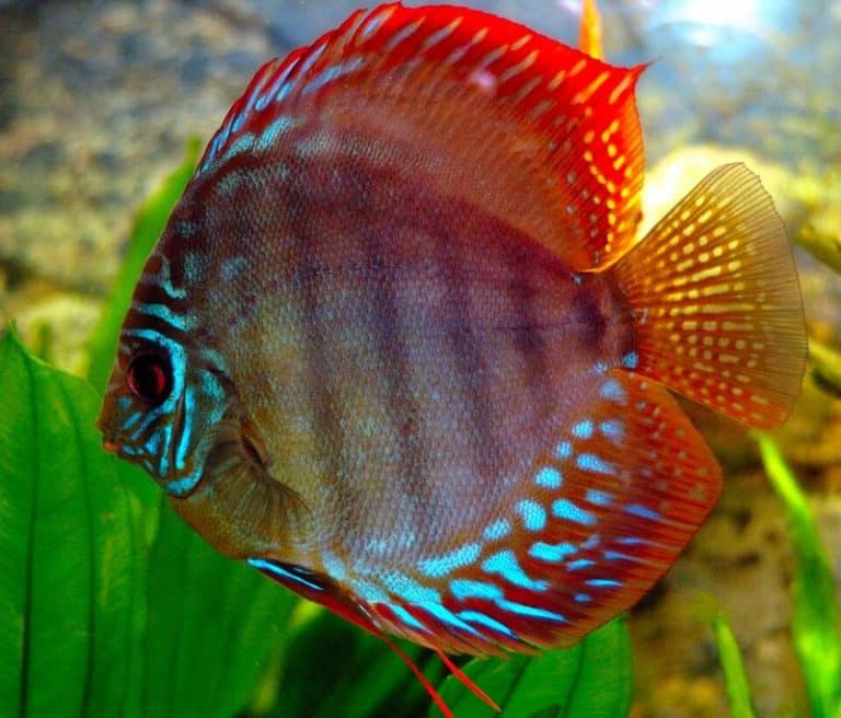 Discus Fish Care Guide: The King of the Aquarium Explained ...