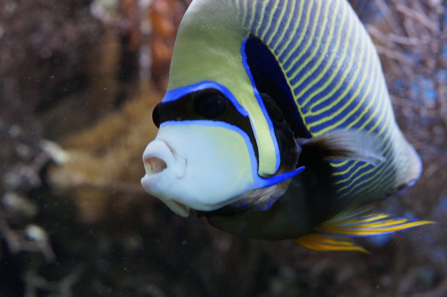 Emperor Angelfish Care Guide: Stunning But Demanding - AquariumStoreDepot