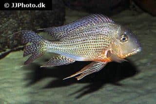 9 Types of Geophagus: My Guide to Earth Eaters After Years in the ...