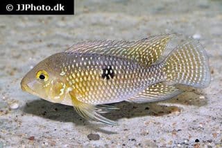 9 Types Of Geophagus (With Pictures) - AquariumStoreDepot