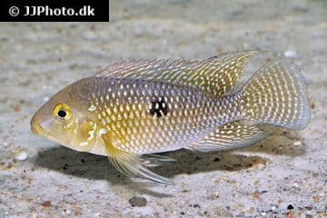 9 Types Of Geophagus (With Pictures) - AquariumStoreDepot