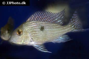 9 Types Of Geophagus (With Pictures) - AquariumStoreDepot