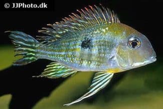 9 Types Of Geophagus (With Pictures) - AquariumStoreDepot