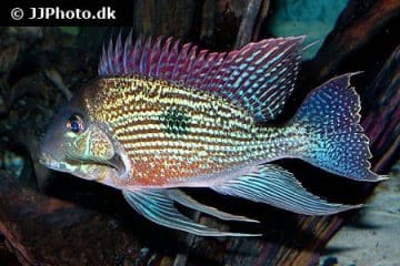 9 Types Of Geophagus (With Pictures) - AquariumStoreDepot